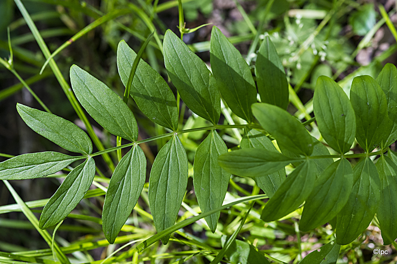 Iowa wildflower Wednesday: Jacob's Ladder - Bleeding Heartland