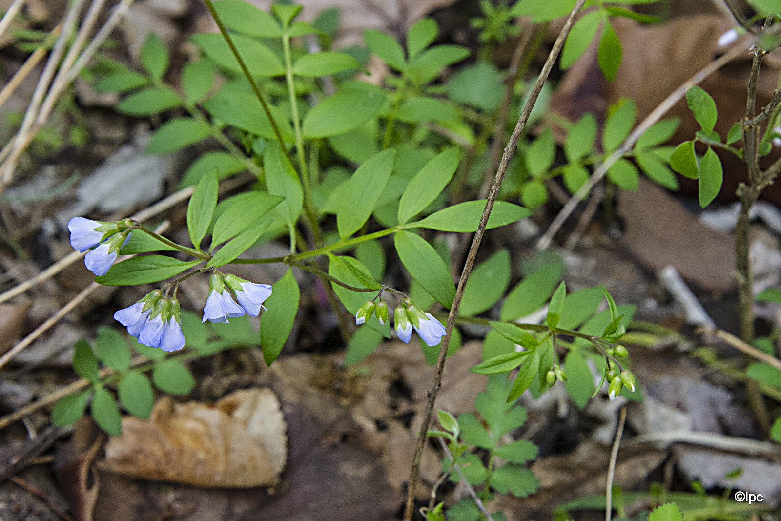 Iowa wildflower Wednesday: Jacob's Ladder - Bleeding Heartland