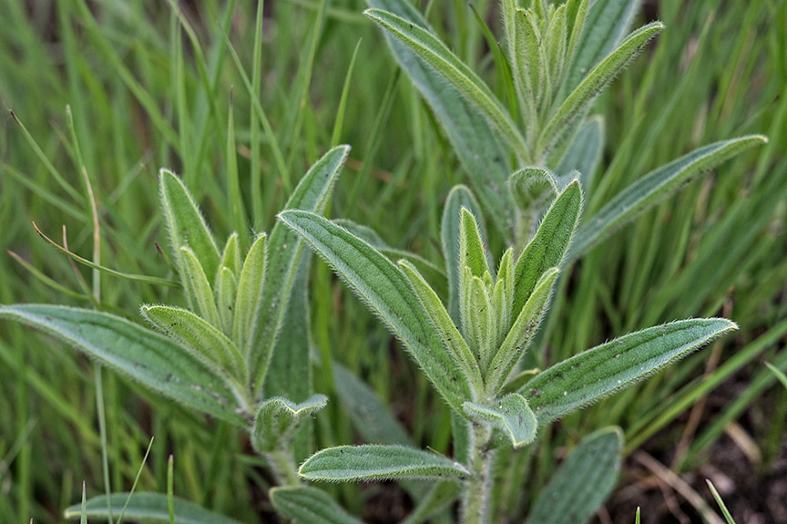 Iowa wildflower Wednesday: False Gromwell - Bleeding Heartland