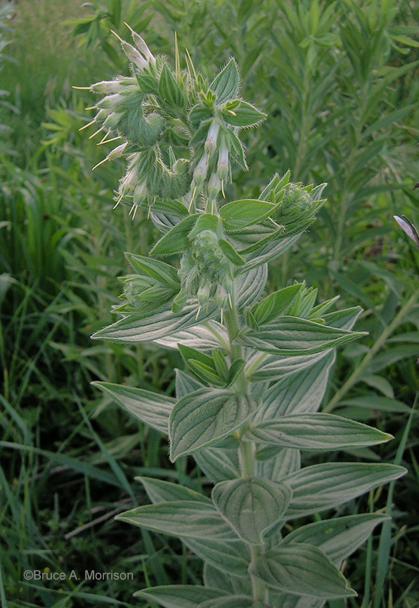 Iowa wildflower Wednesday: False Gromwell - Bleeding Heartland