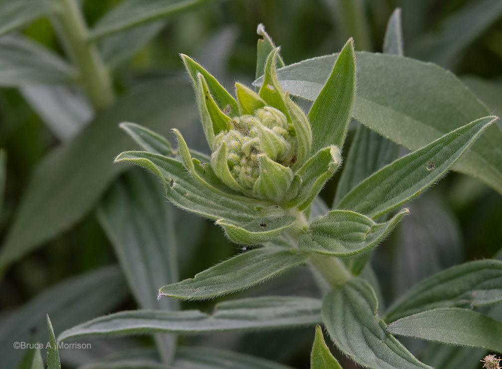 Iowa wildflower Wednesday: False Gromwell - Bleeding Heartland