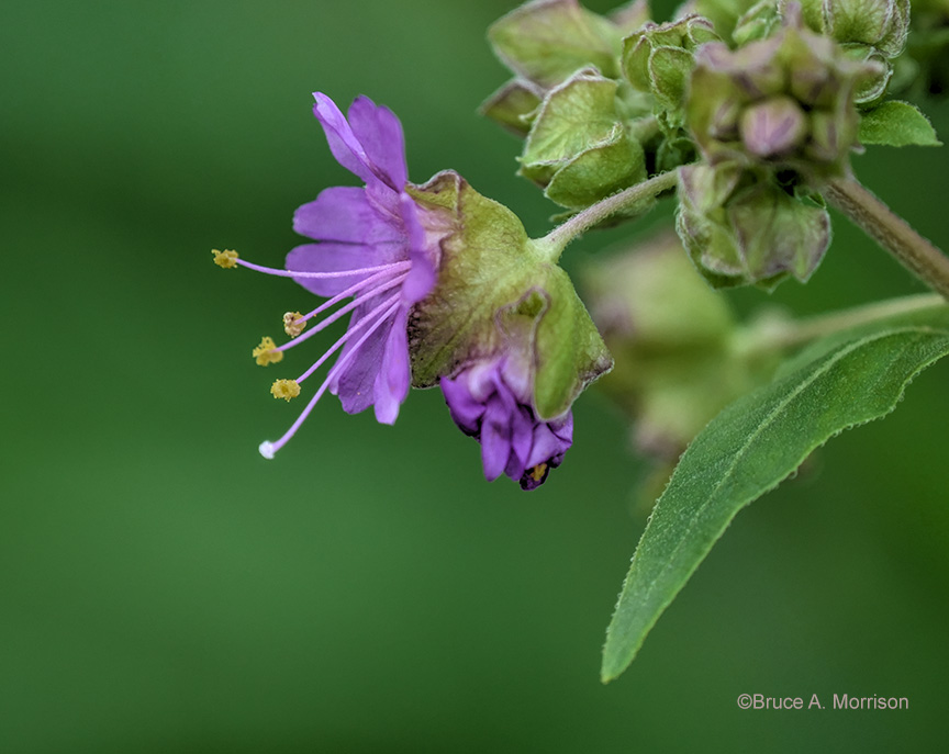 Iowa wildflower Wednesday: Wild Four-O'Clock - Bleeding Heartland