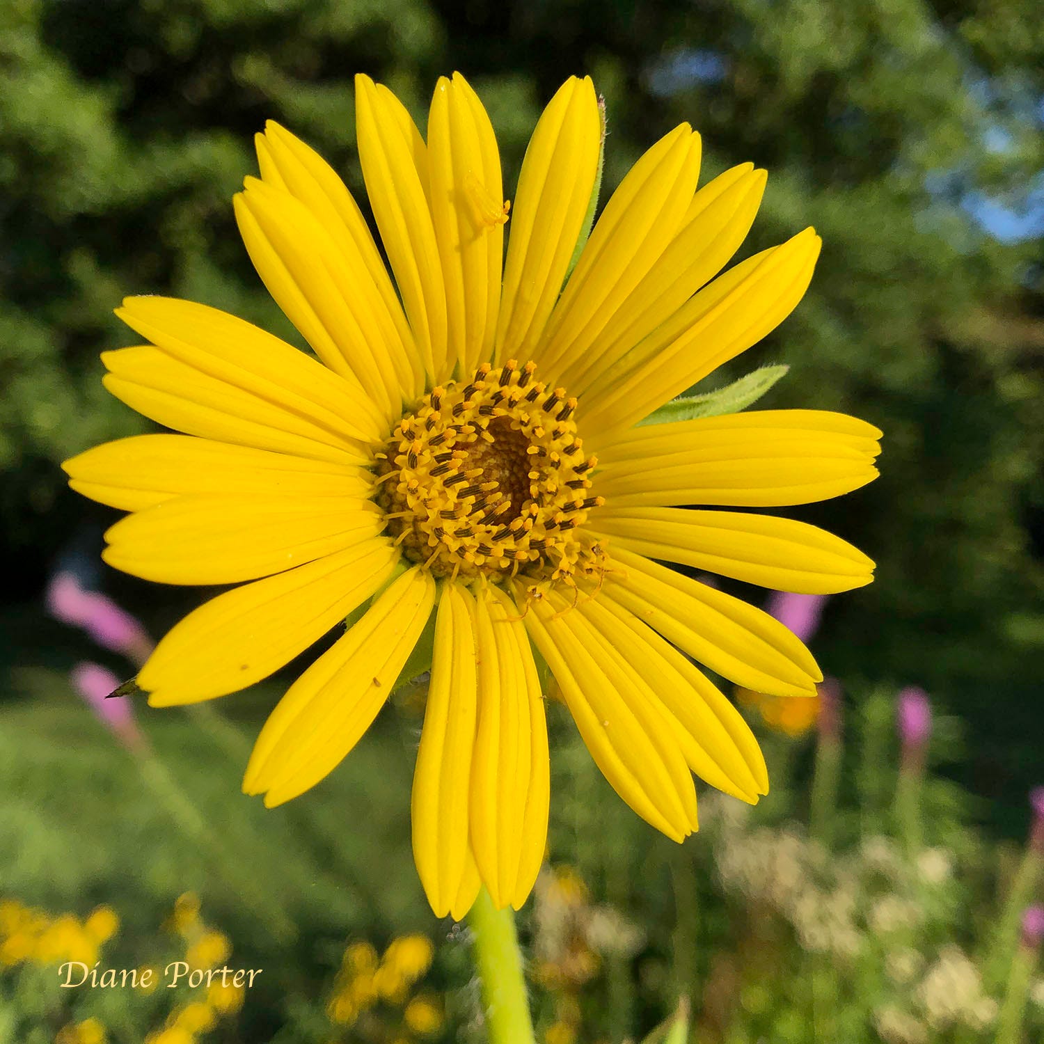 Iowa wildflower Wednesday: Compass plant - Bleeding Heartland