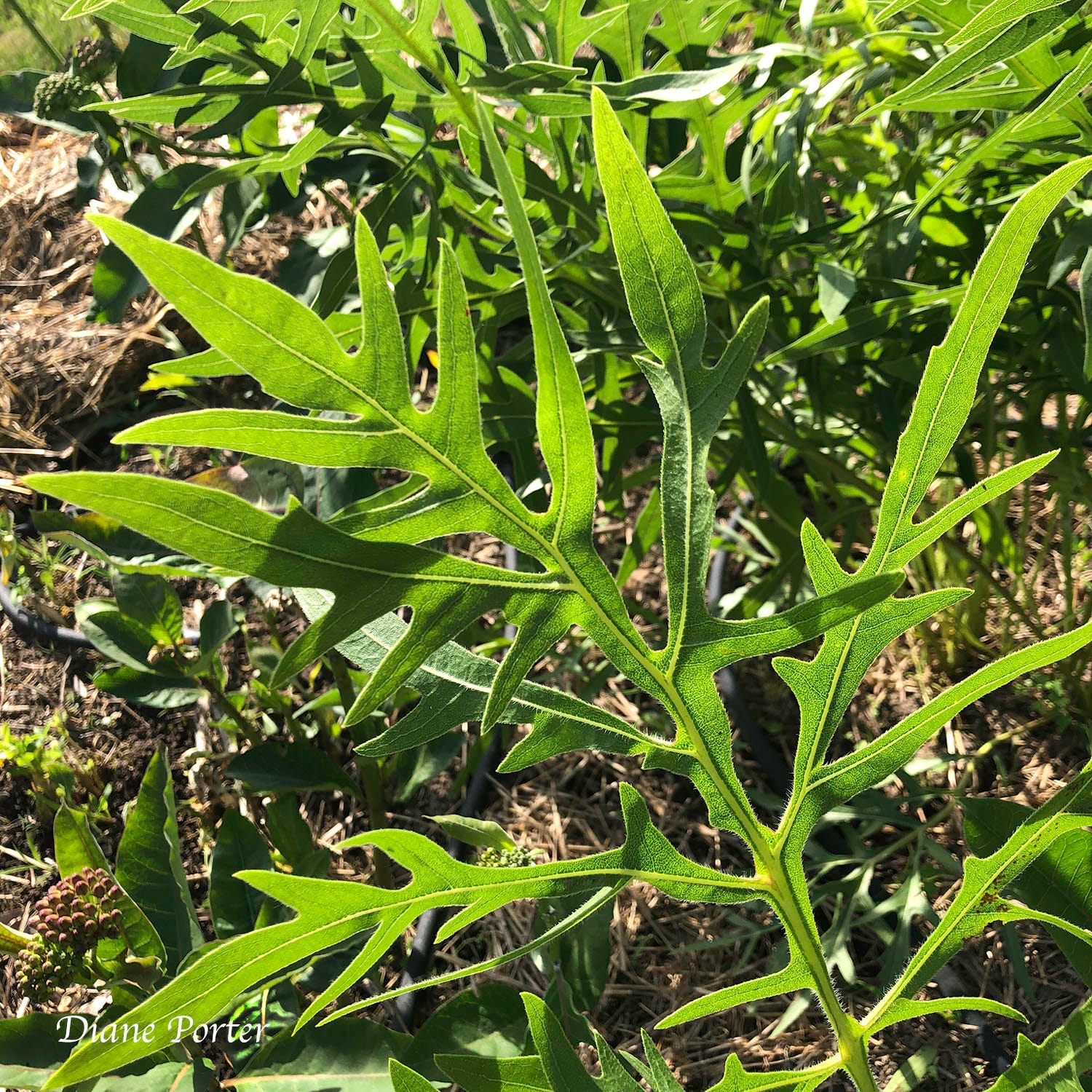 Iowa wildflower Wednesday: Compass plant - Bleeding Heartland