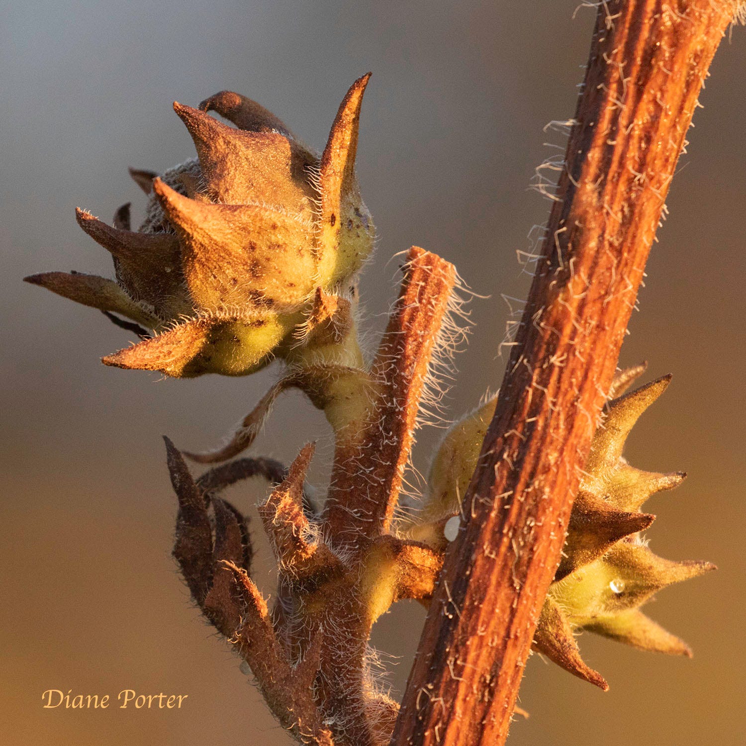 Iowa wildflower Wednesday: Compass plant - Bleeding Heartland
