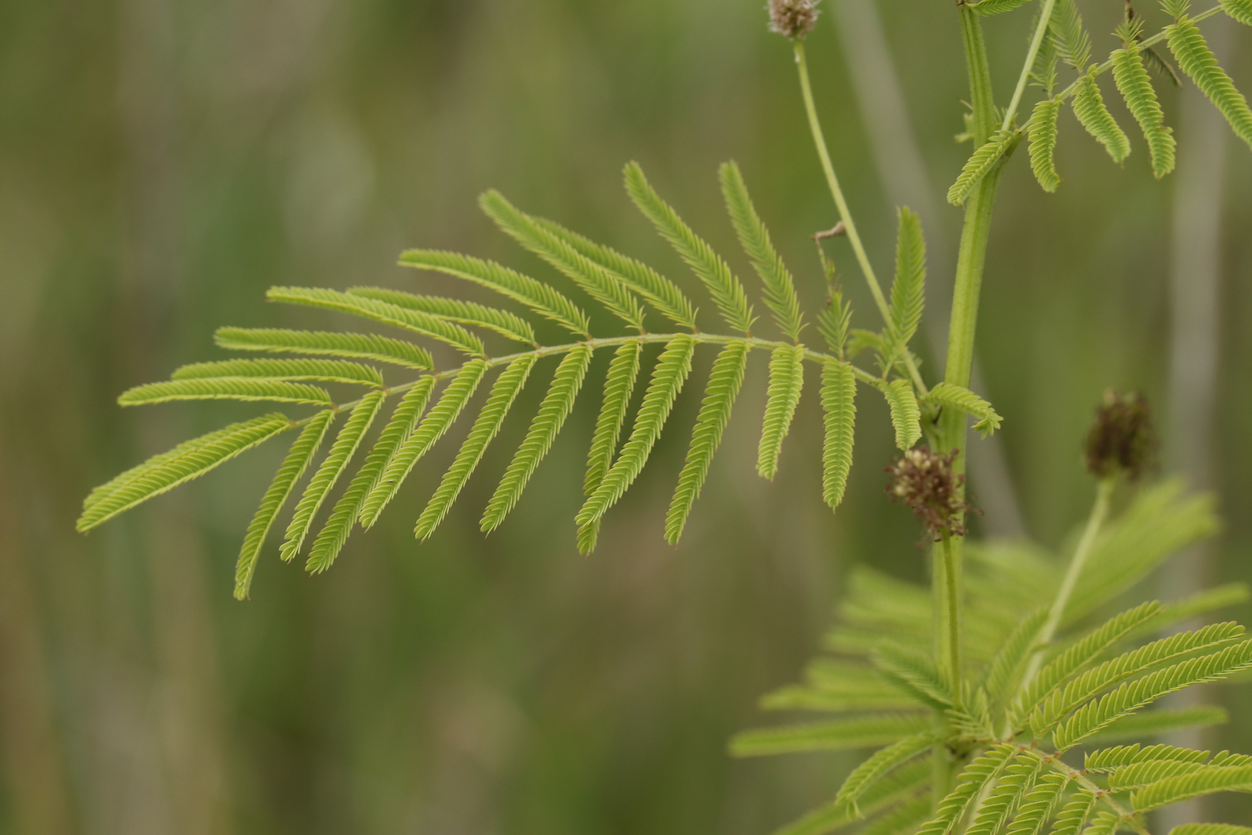 Iowa wildflower Wednesday: Illinois bundleflower - Bleeding Heartland
