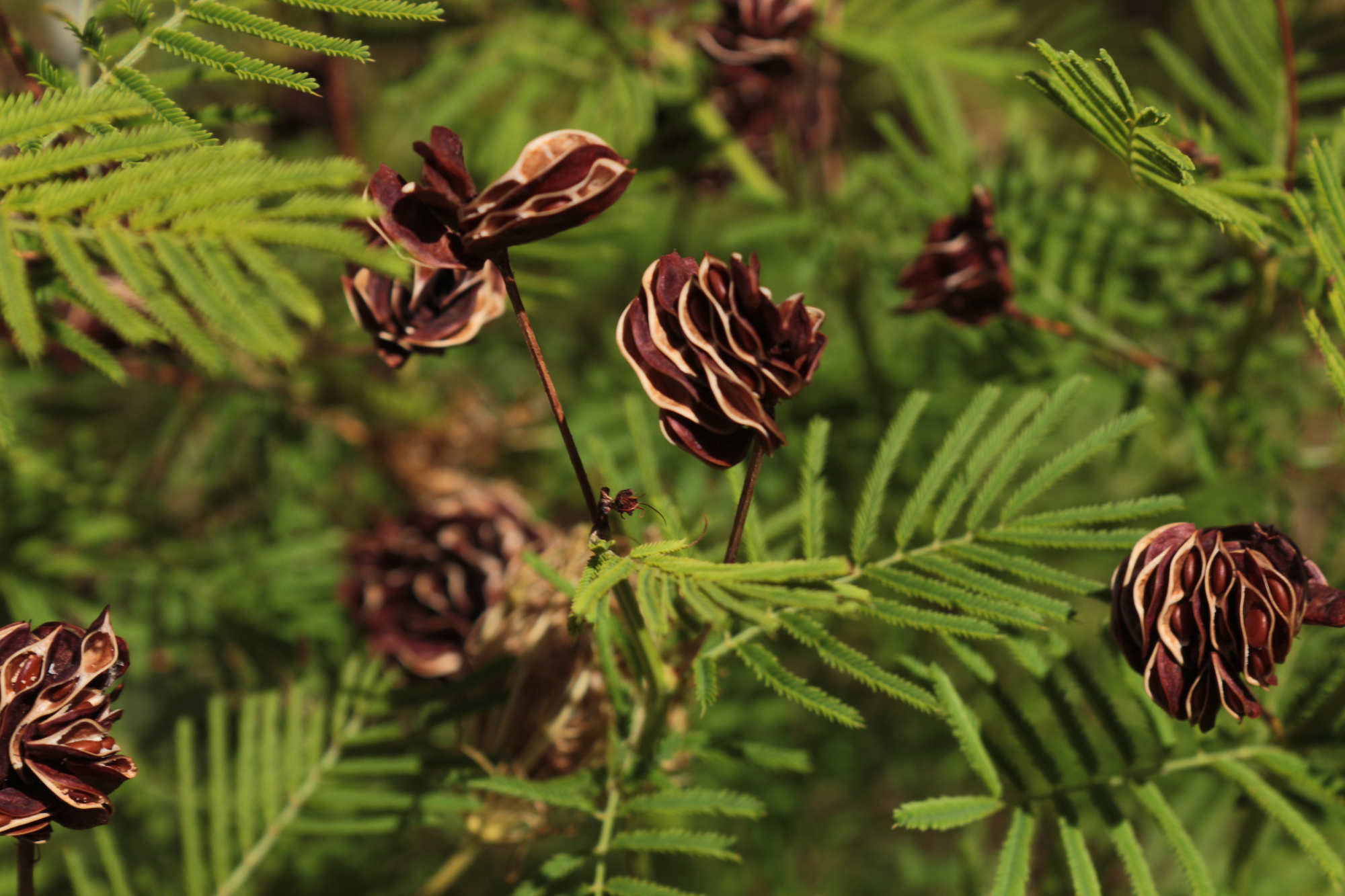 Iowa wildflower Wednesday: Illinois bundleflower - Bleeding Heartland