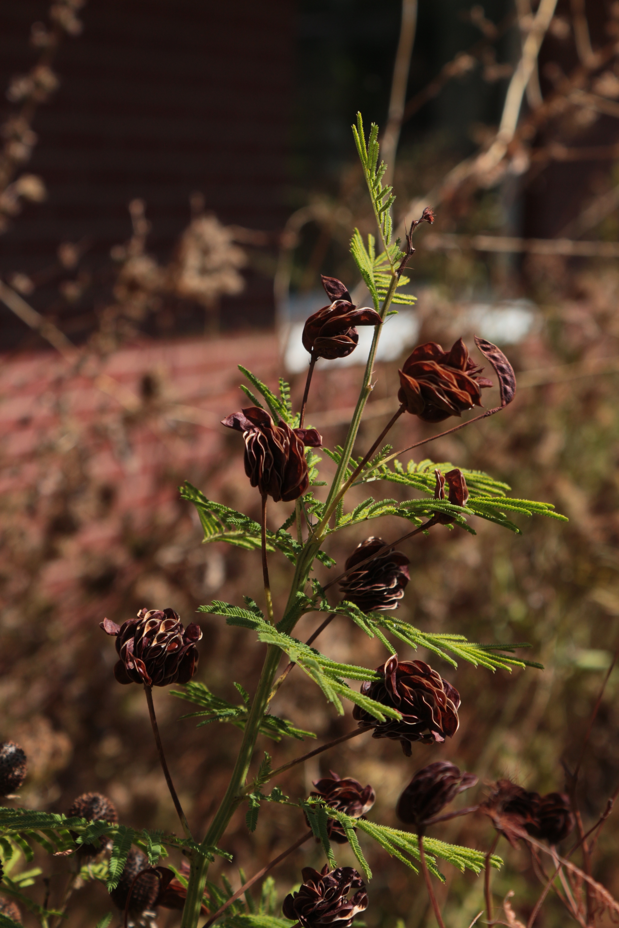 Iowa wildflower Wednesday: Illinois bundleflower - Bleeding Heartland