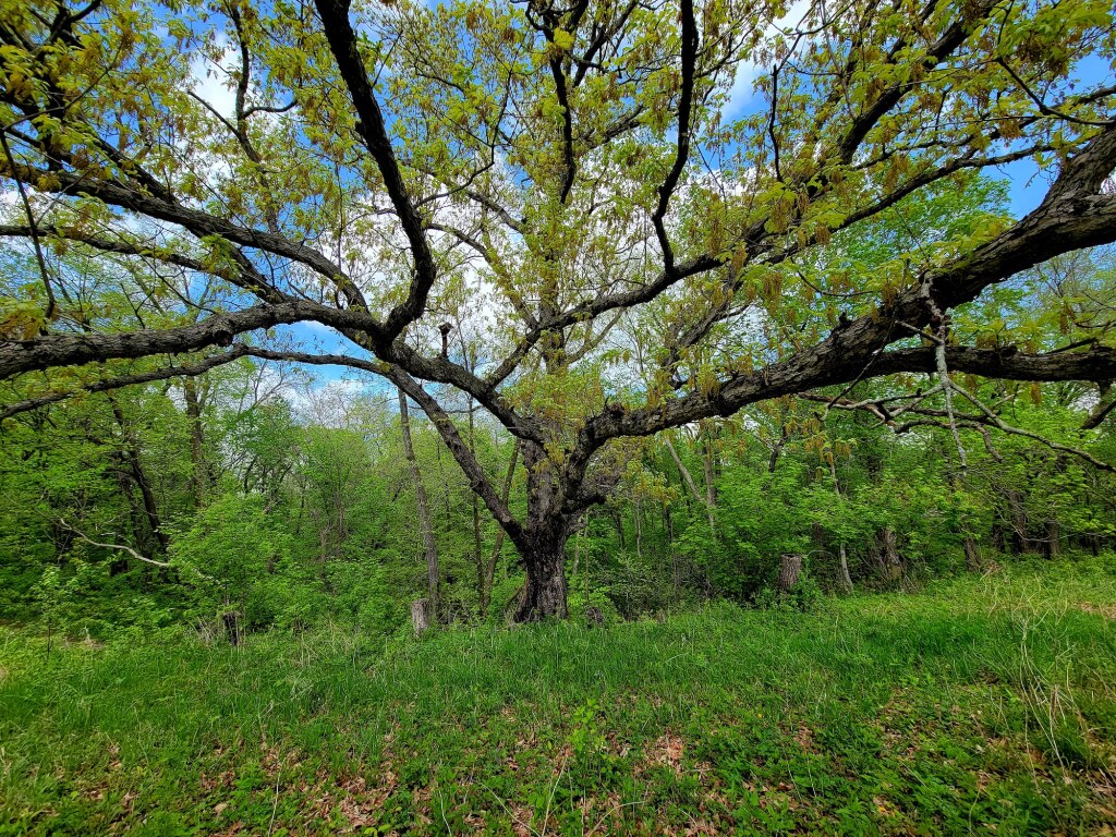 Iowa wildflower Wednesday: Woodland wonders at Lake Macbride - Bleeding ...