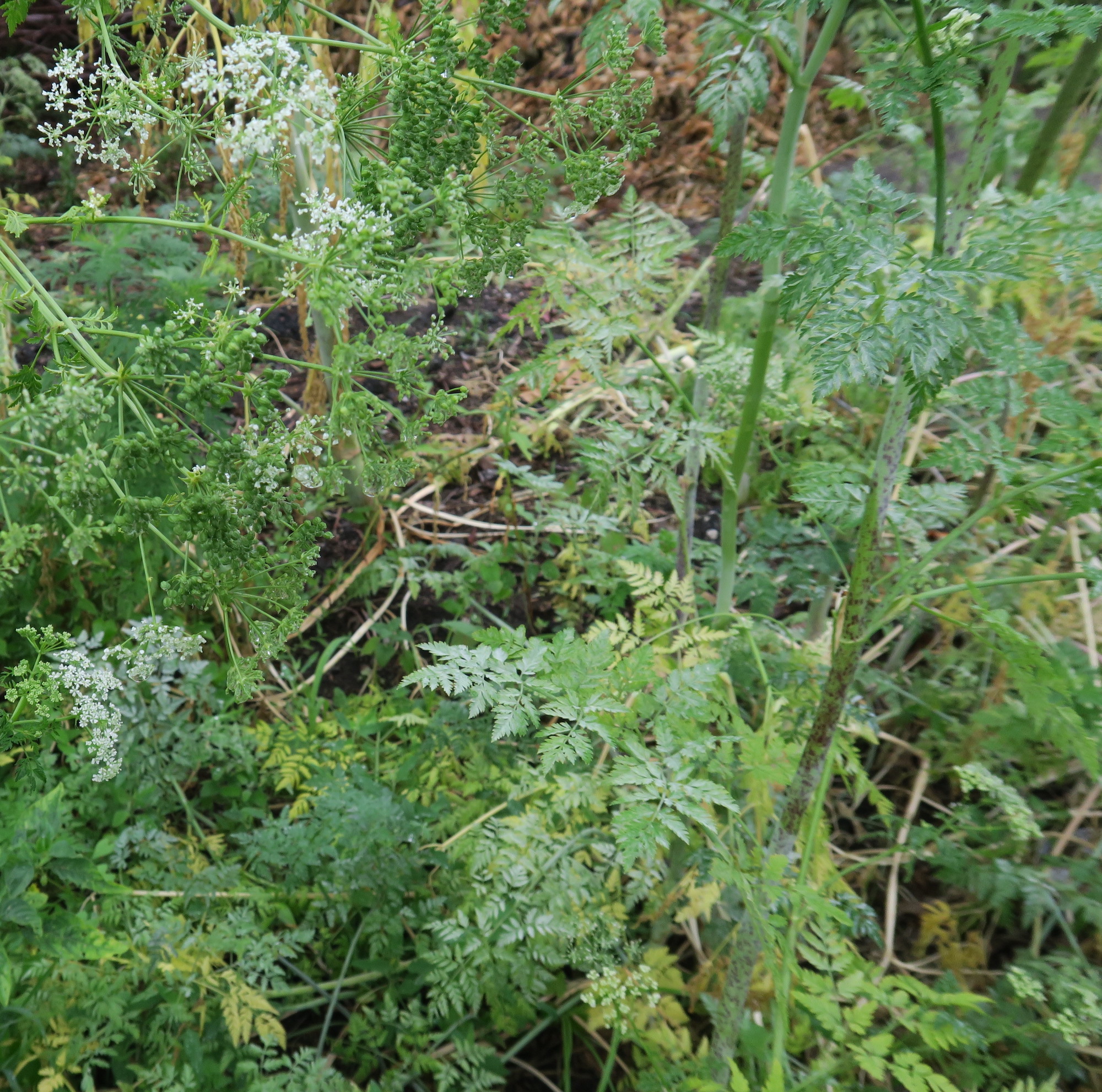 Iowa wildflower Wednesday: Poison hemlock - Bleeding Heartland