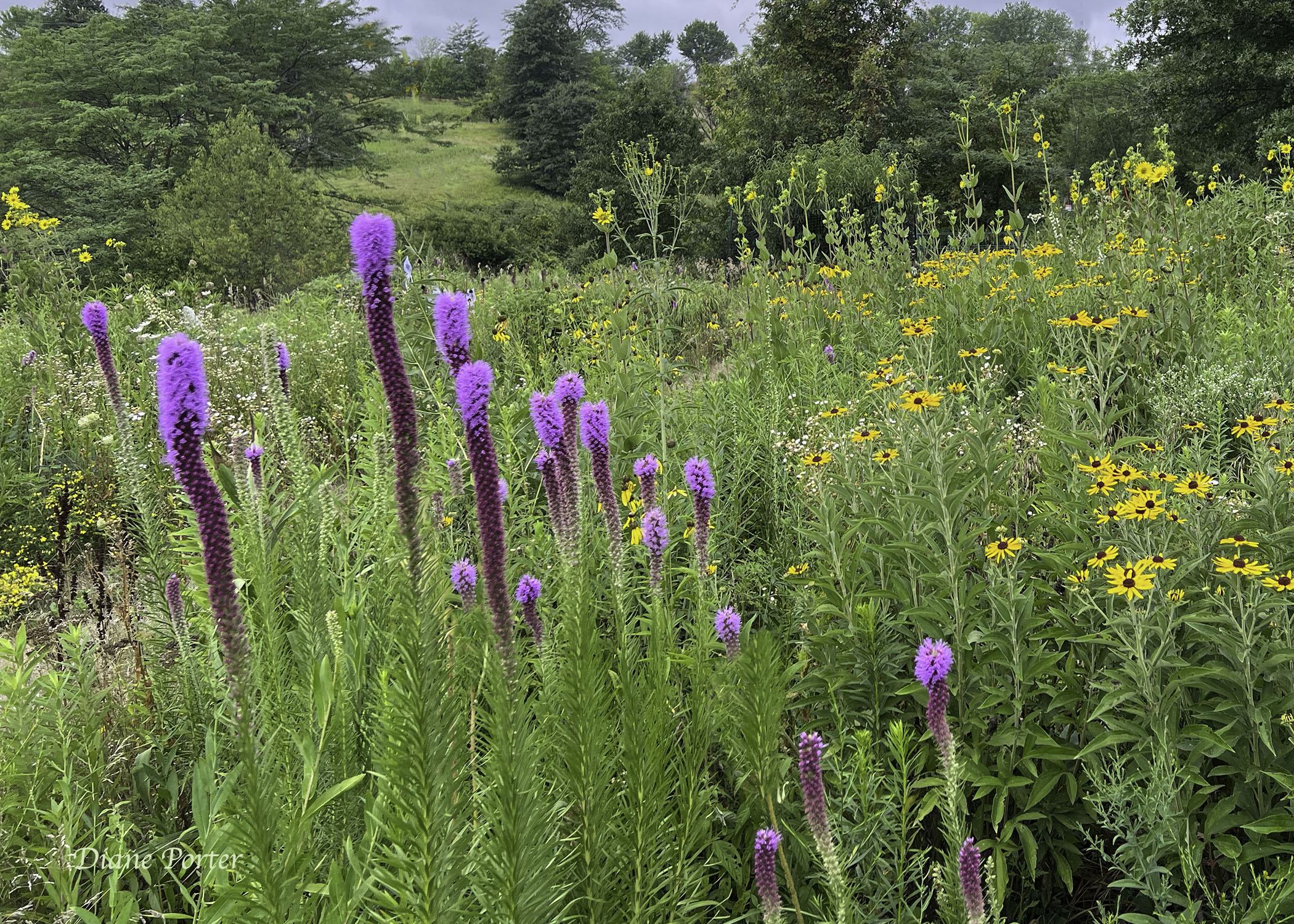 Diane Porter, Author at Bleeding Heartland