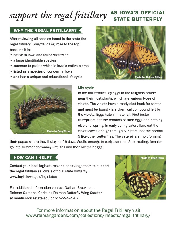 Why the Regal Fritillary should be Iowa's State Insect - Bleeding Heartland